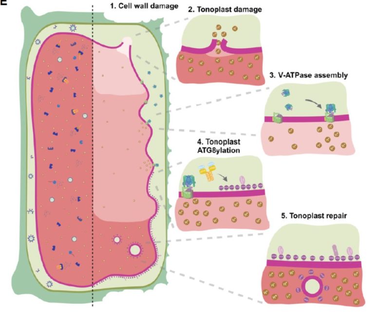 Conjugation of ATG8 to vacuolar membranes as a response to cell wall ...