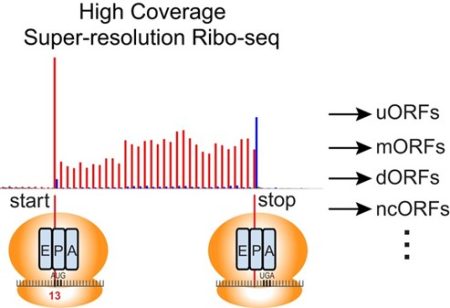 Enhanced super-resolution ribosome profiling unveils pervasive ...