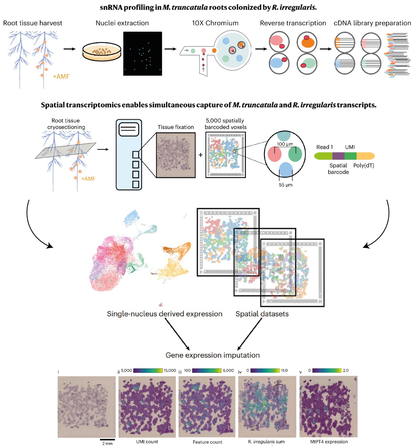 Spatial co-transcriptomics reveals discrete stages of the arbuscular ...