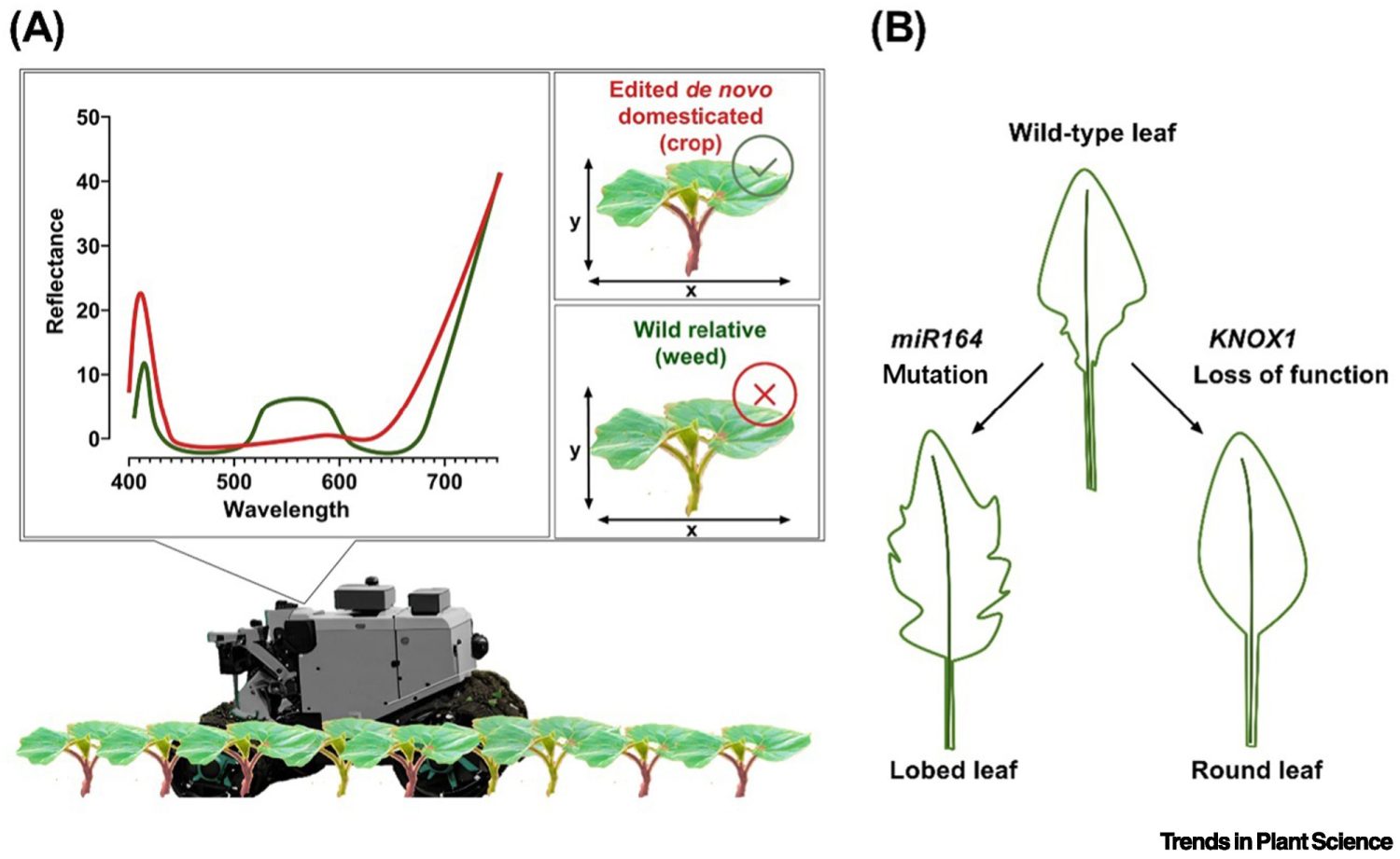 De novo domestication: What about the weedy relatives? | Plantae