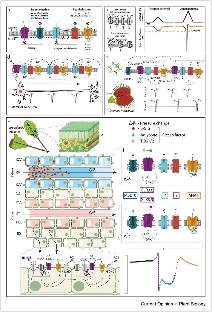 Review. Revisiting plant electric signaling: Challenging an old ...