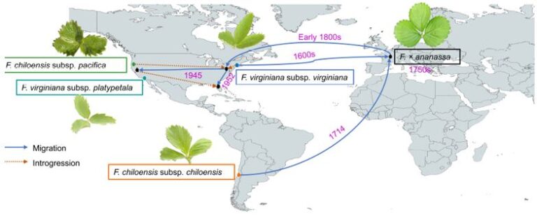 Domestication and Breeding History of Strawberry | Plantae