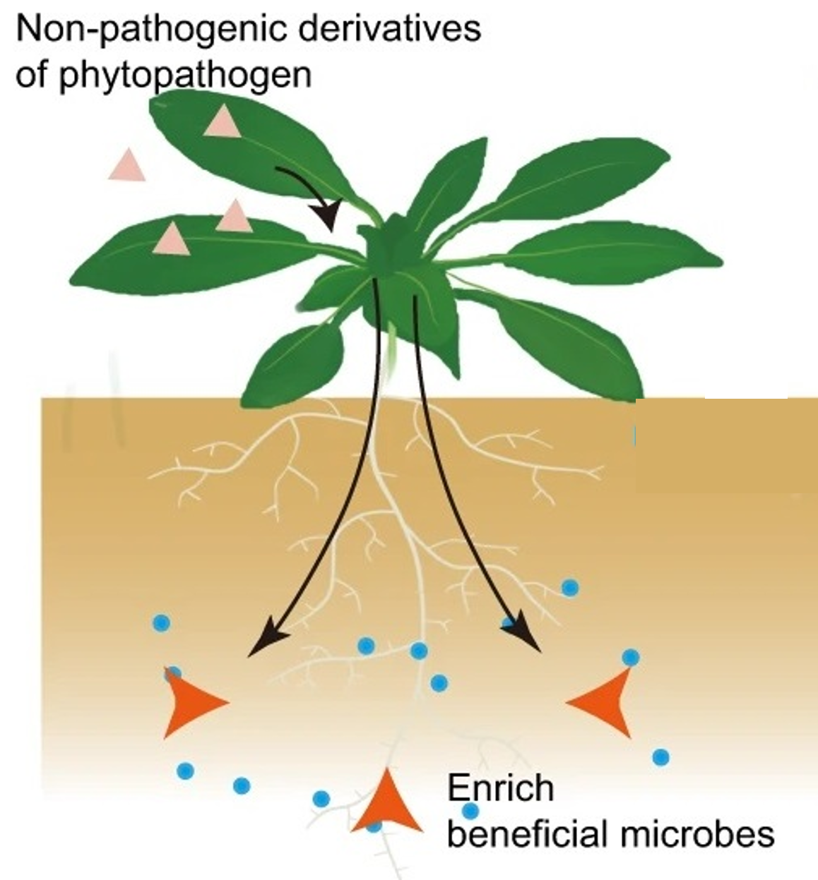 Non Pathogenic Microorganisms Microbiology Bacteria, Viruses, Fungi