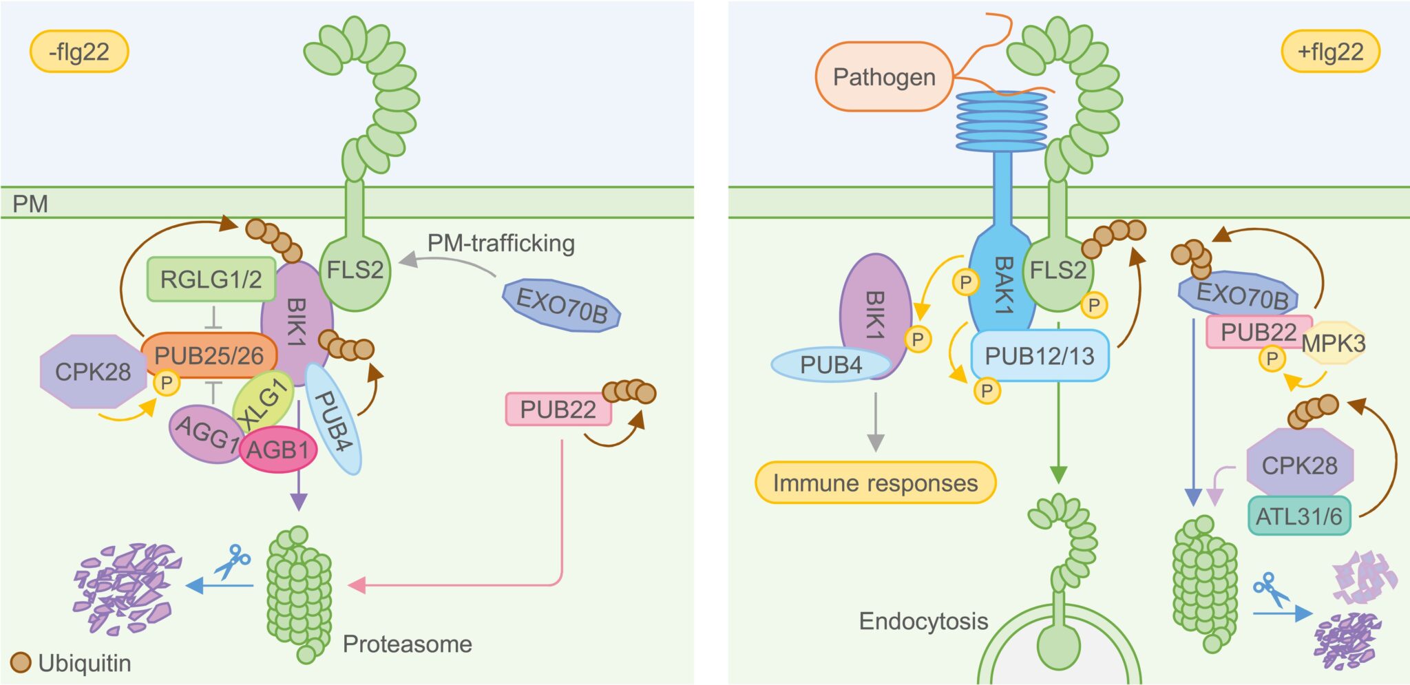 Review: Proteolysis in plant immunity | Plantae
