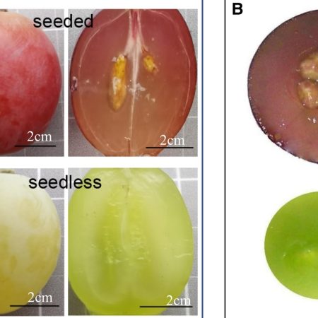 Plantae | Plant Science Research Weekly | Plantae