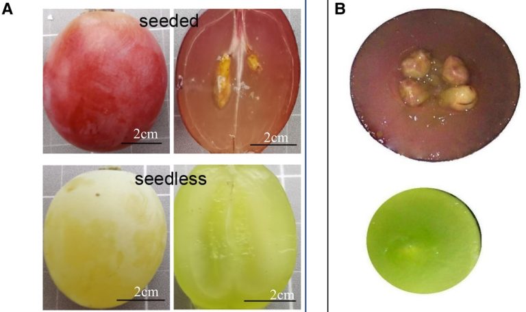 Antibody array-based proteome approach reveals proteins involved in grape seed development | Plantae