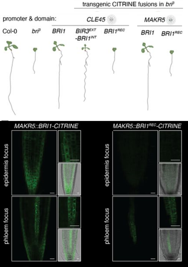 Alone or together: BRI1 signaling controls root growth in a cell ...