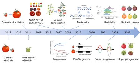 Review: The genomic route to tomato breeding: Past, present, and future ...