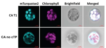 Engineering cytosolic carbonic anhydrase to establish C4 photosynthesis ...