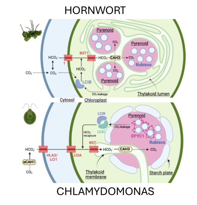 Characterization of pyrenoid-based CO2-concentrating mechanism in ...