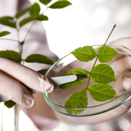 Plantae Blog | Plantae