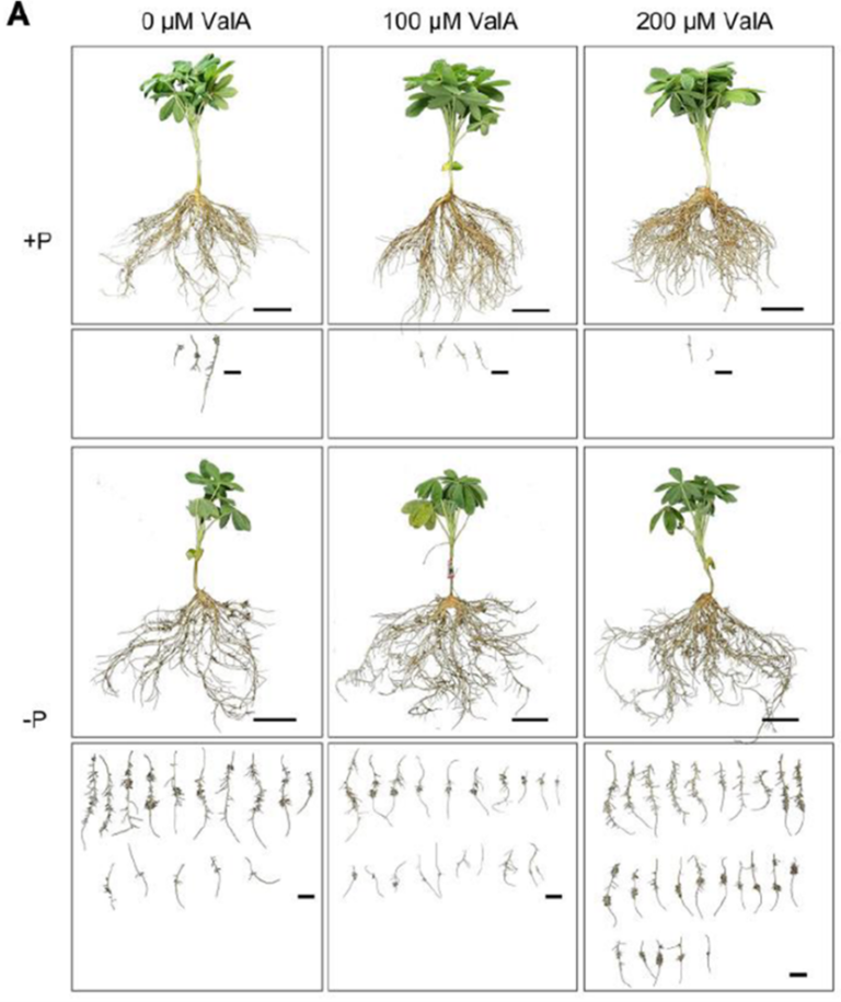 The white lupin trehalase gene regulates cluster root formation and ...