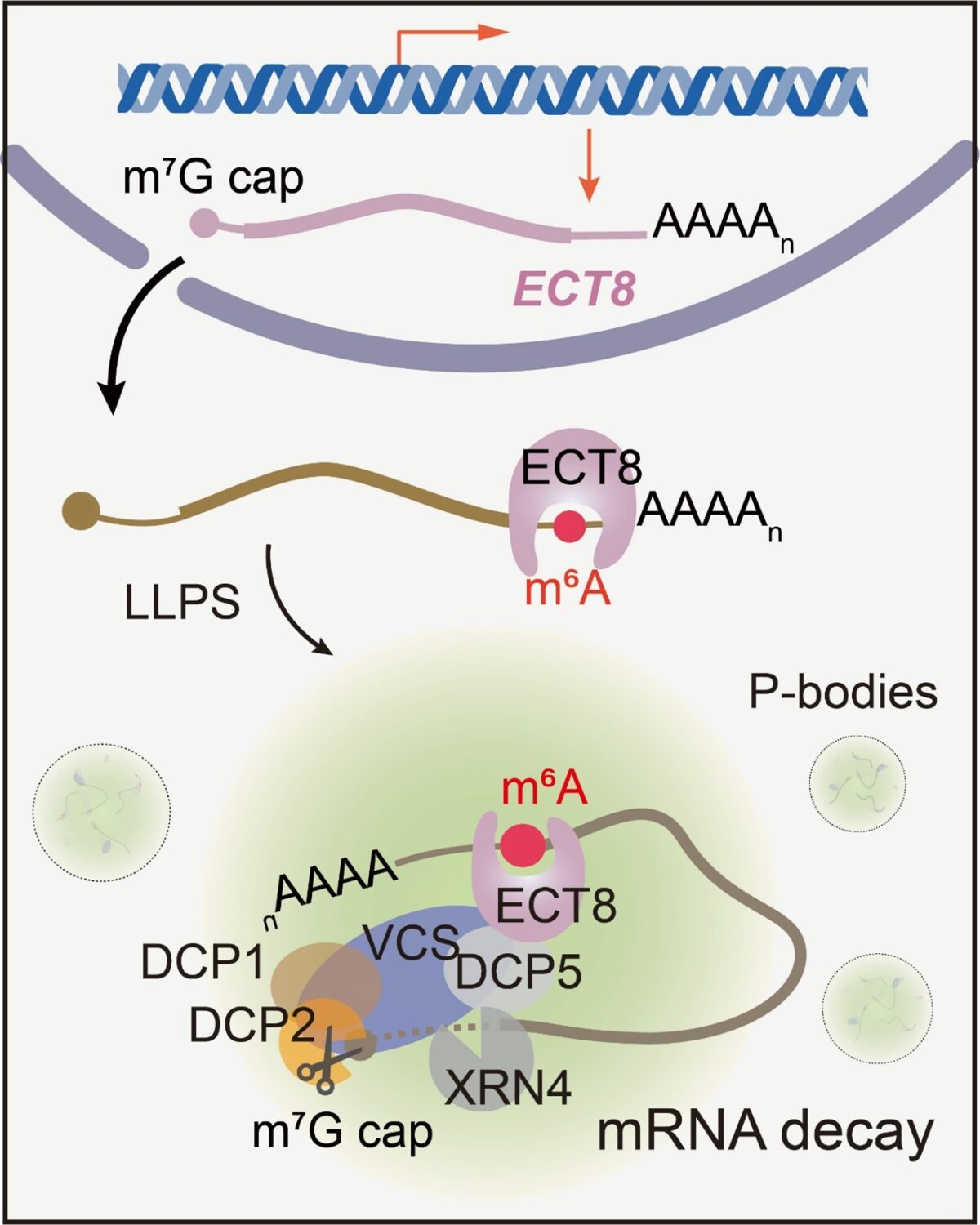 The Role of ECT8 in Decoding Salt Stress Resistance in Plants | Plantae