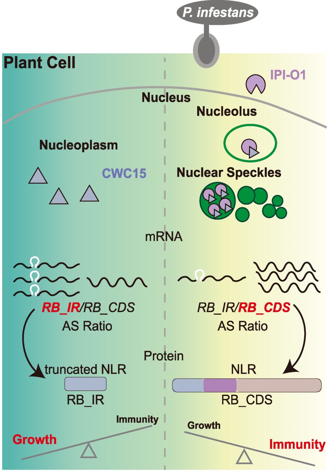 Alternative splicing of a disease resistance gene maintains homeostasis ...