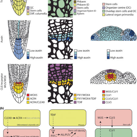 Plantae | The digital ecosystem for plant science