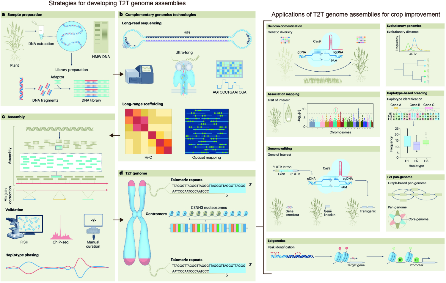 Review: Unlocking plant genetics with telomere-to-telomere genome ...