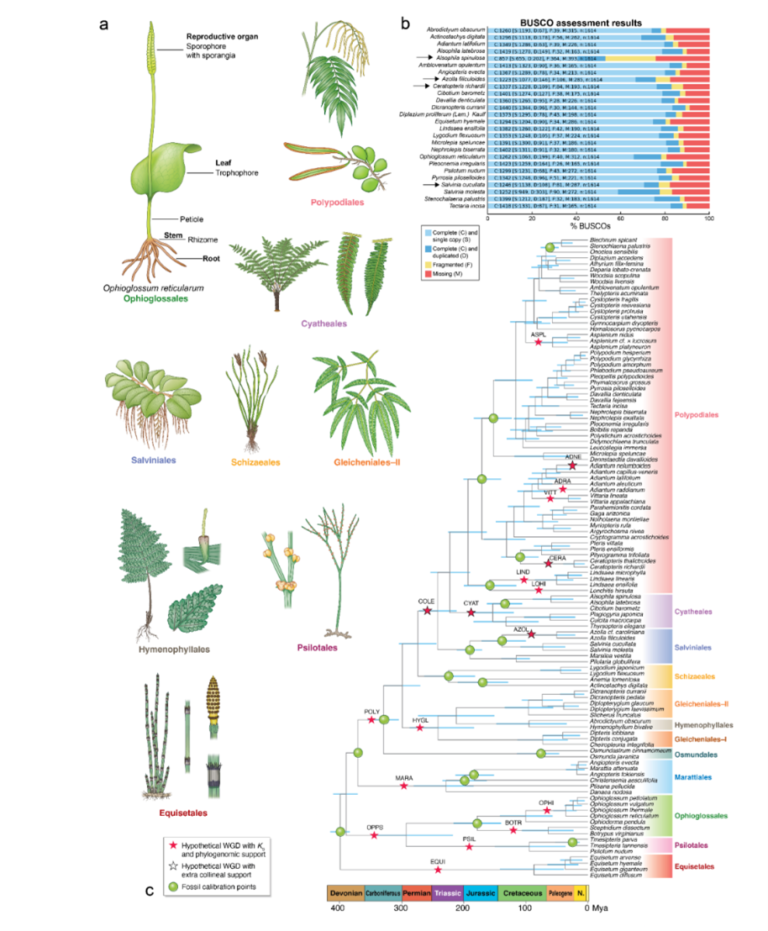 Comparative transcriptomics in ferns provide a framework for their ...
