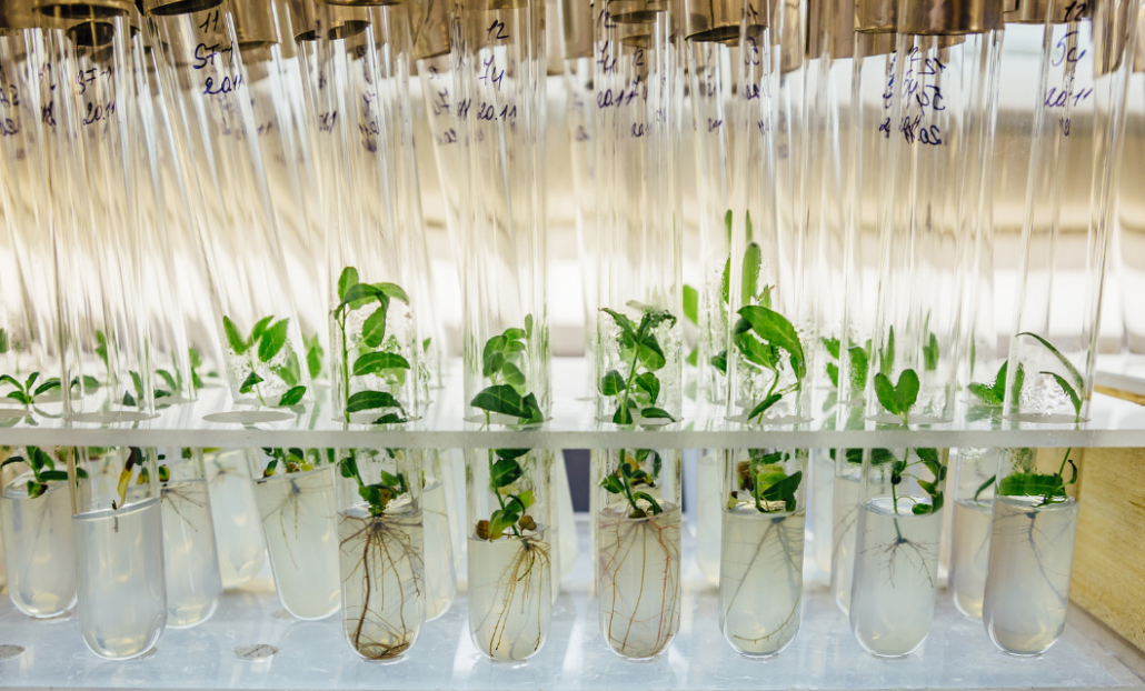Plantae | The digital ecosystem for plant science