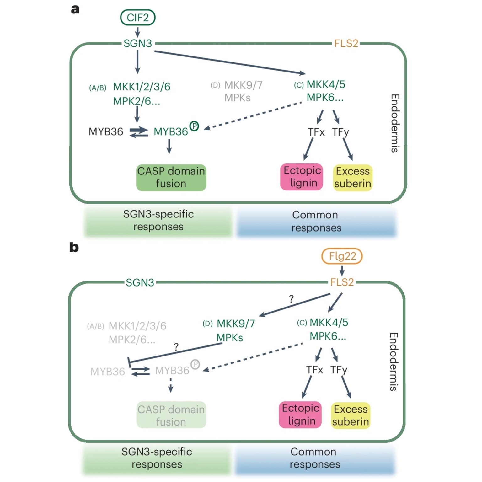 Decoding the signaling precision of receptor-MAPK pathways | Plantae