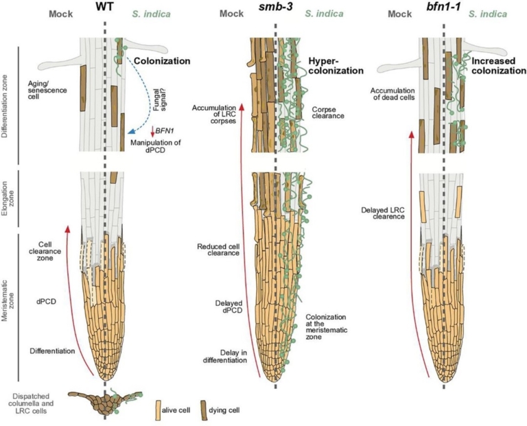 Capping your occupancy: programmed cell death as a mechanism to ...