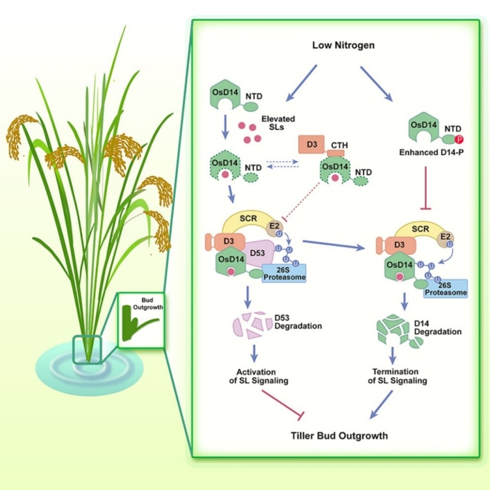 Regulatory mechanisms of strigolactone perception in rice | Plantae