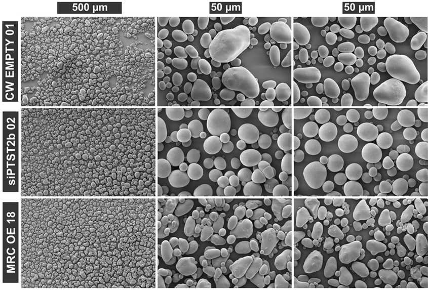 A fresh starch: Creating new starch granule morphologies in potato ...