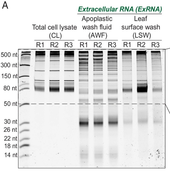 Abundant, unusual RNAs on the leaf surface | Plantae