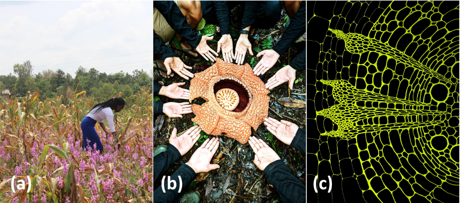 Special issue: Parasitic plants | Plantae