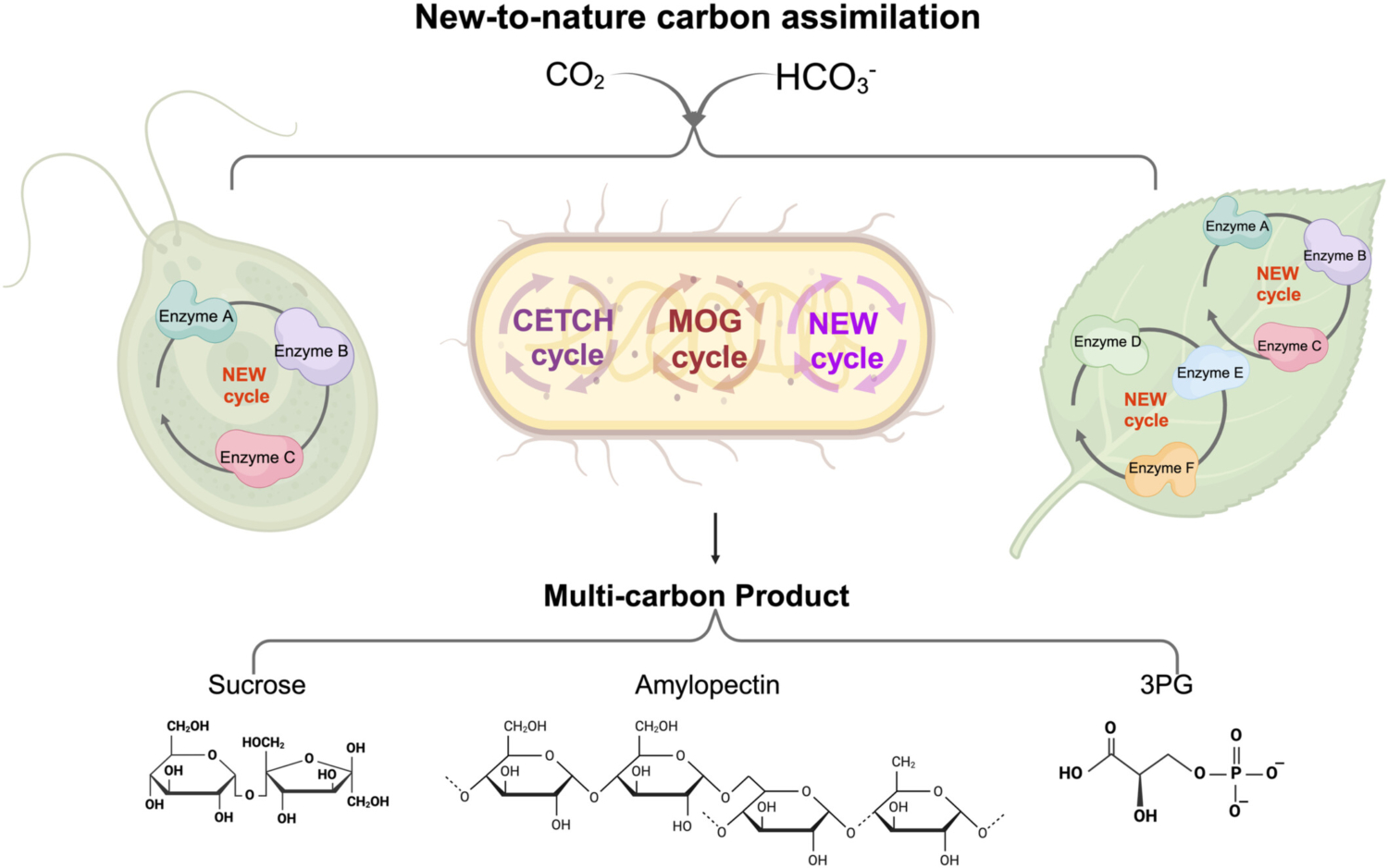 Review: Genetic engineering for carbon assimilation in plants | Plantae