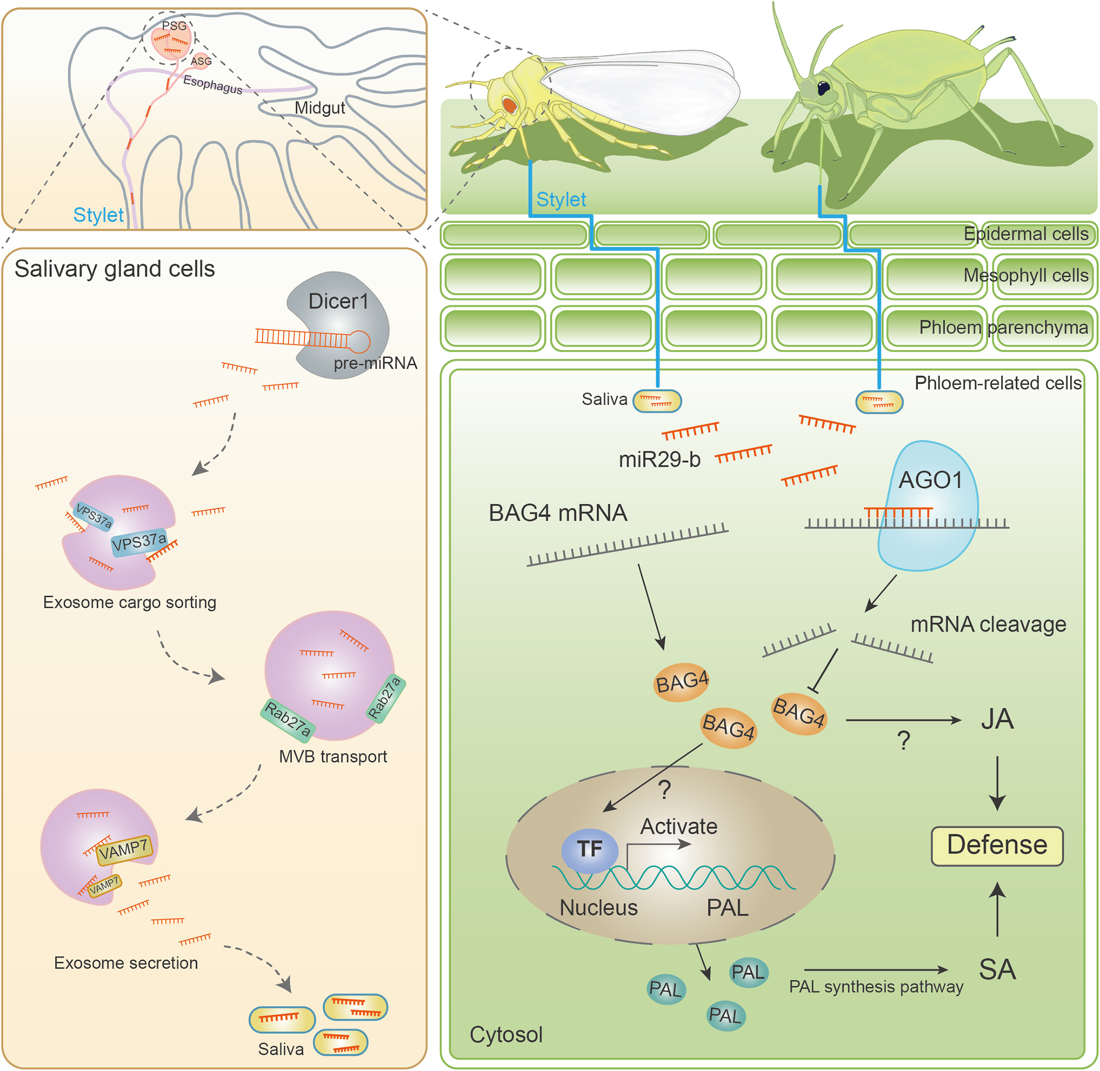 Double attack! Herbivore insects feed on plants and silence their genes ...