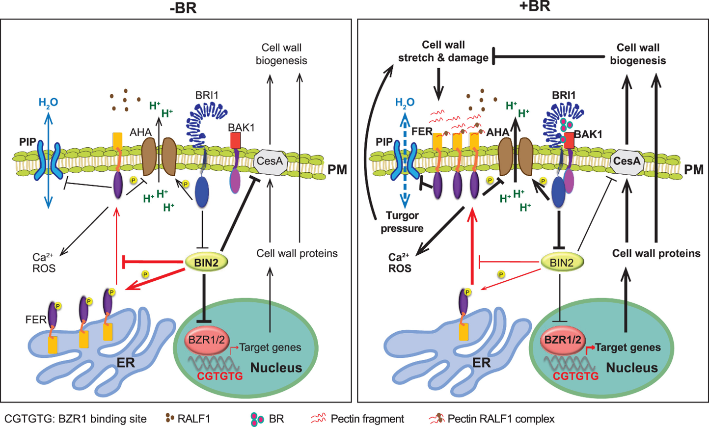 Brassinosteroid-driven cell expansion: How FERONIA and BIN2 shape plant growth | Plantae