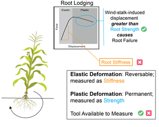 Firmly grounded: Root system stiffness and plant mechanics | Plantae