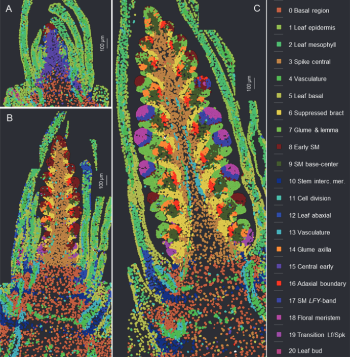 Single cell analysis of wheat spike development | Plantae