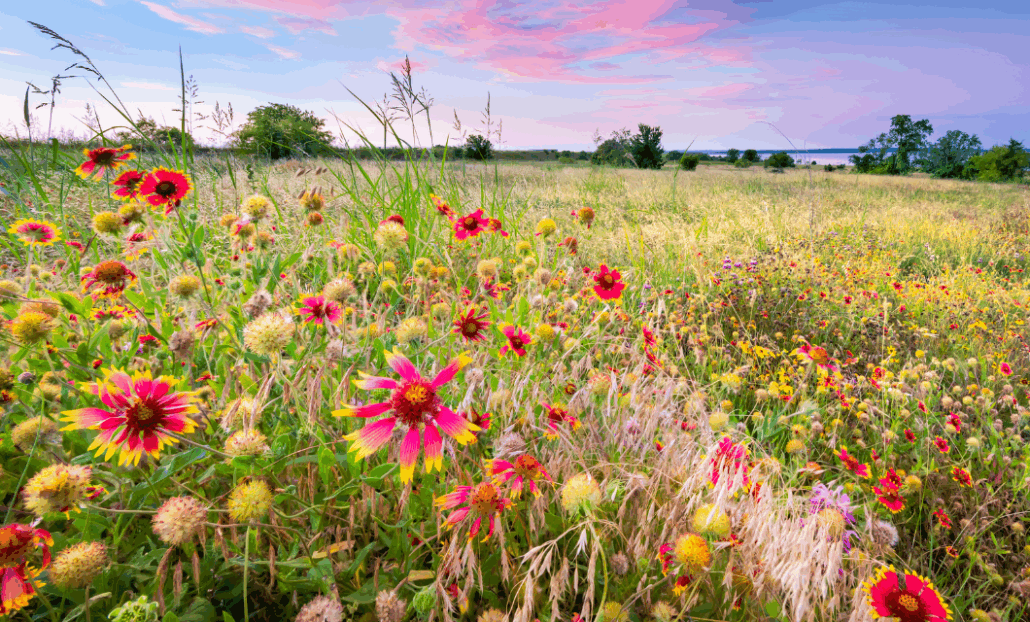 Plantae | The digital ecosystem for plant science