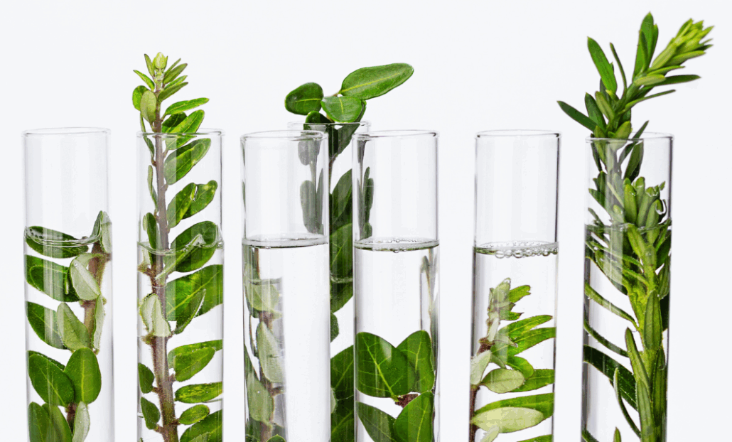 Plantae | The digital ecosystem for plant science