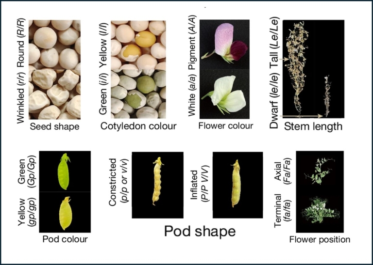 Identification of the final set of Mendel’s pea genes | Plantae