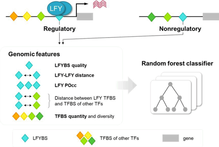 When binding isn’t enough: Predicting TF activity through genomic ...