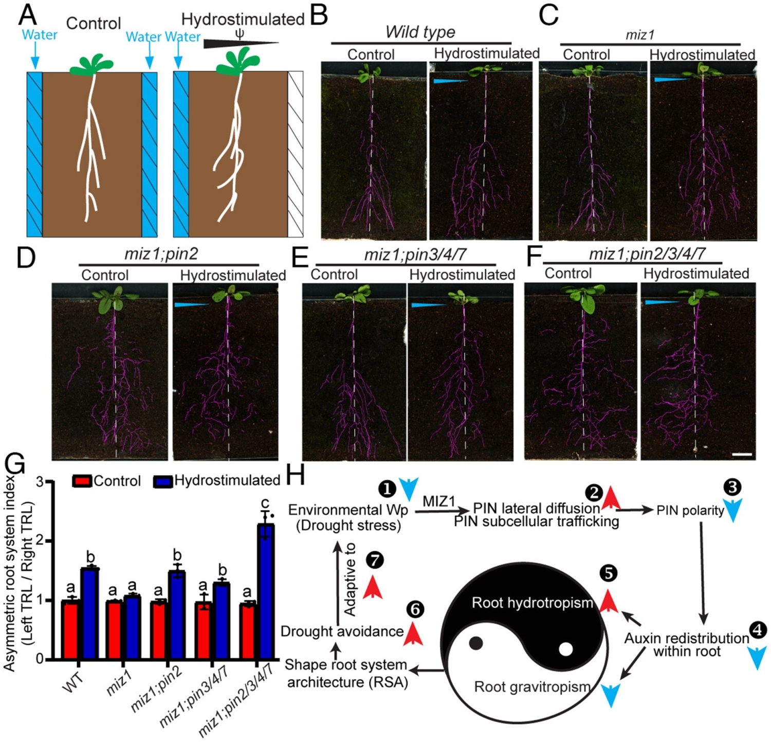 Put your best root forward: How hydrotropism cannibalizes gravitropism ...