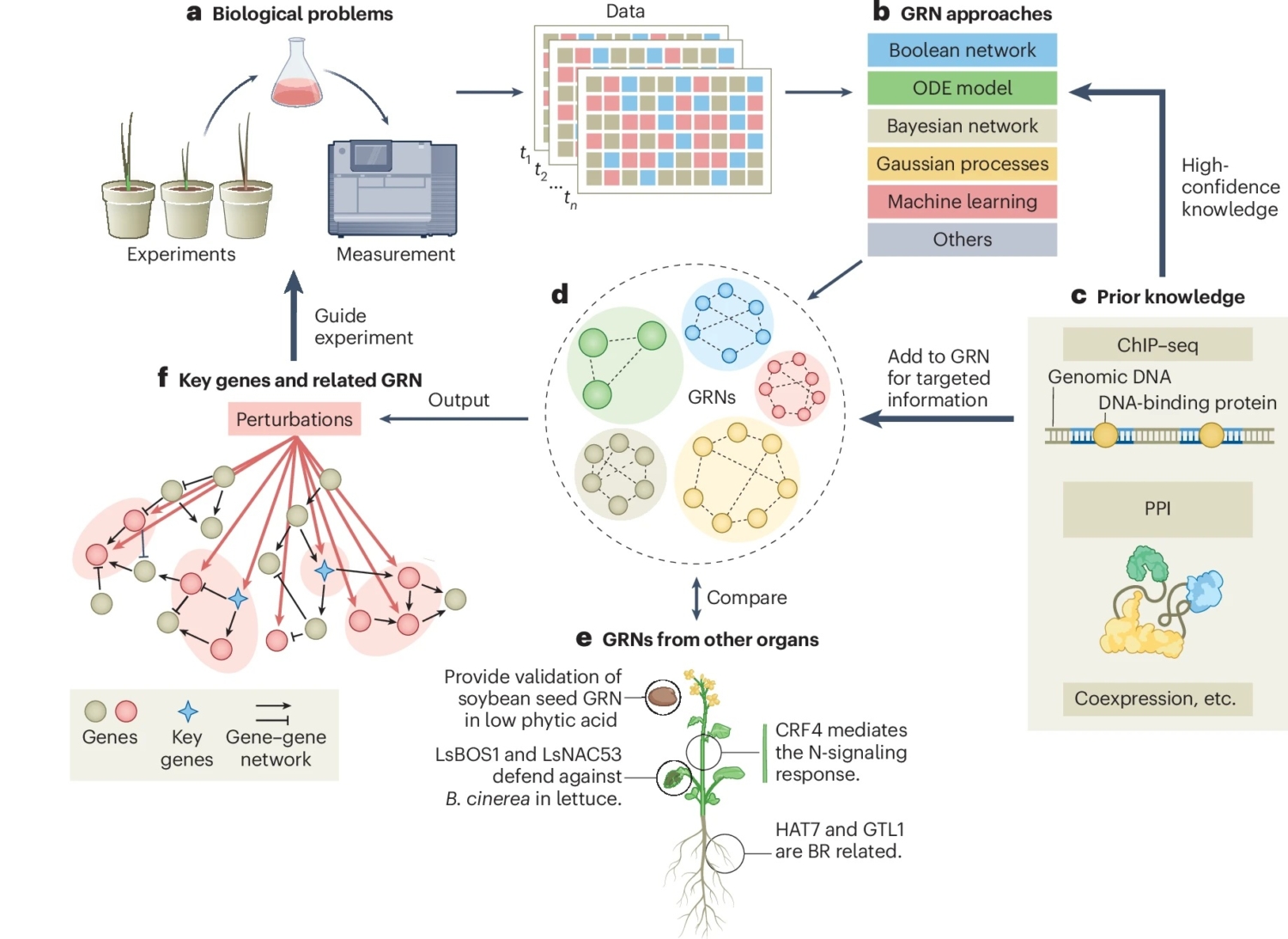 Review: Harnessing the power of gene regulatory networks for crop ...