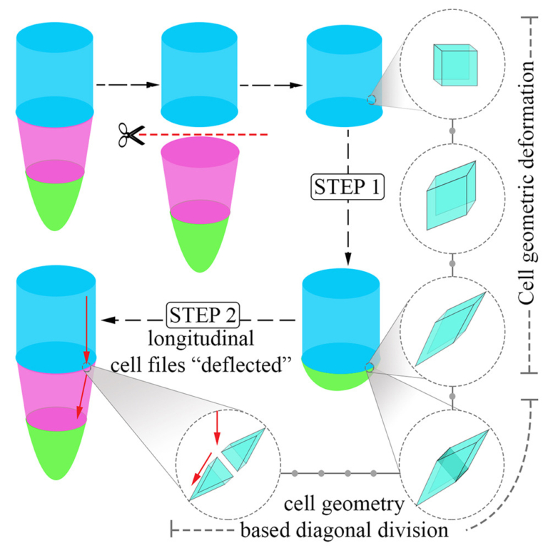 Divide and conquer : How roots adjust division to restore shape after ...