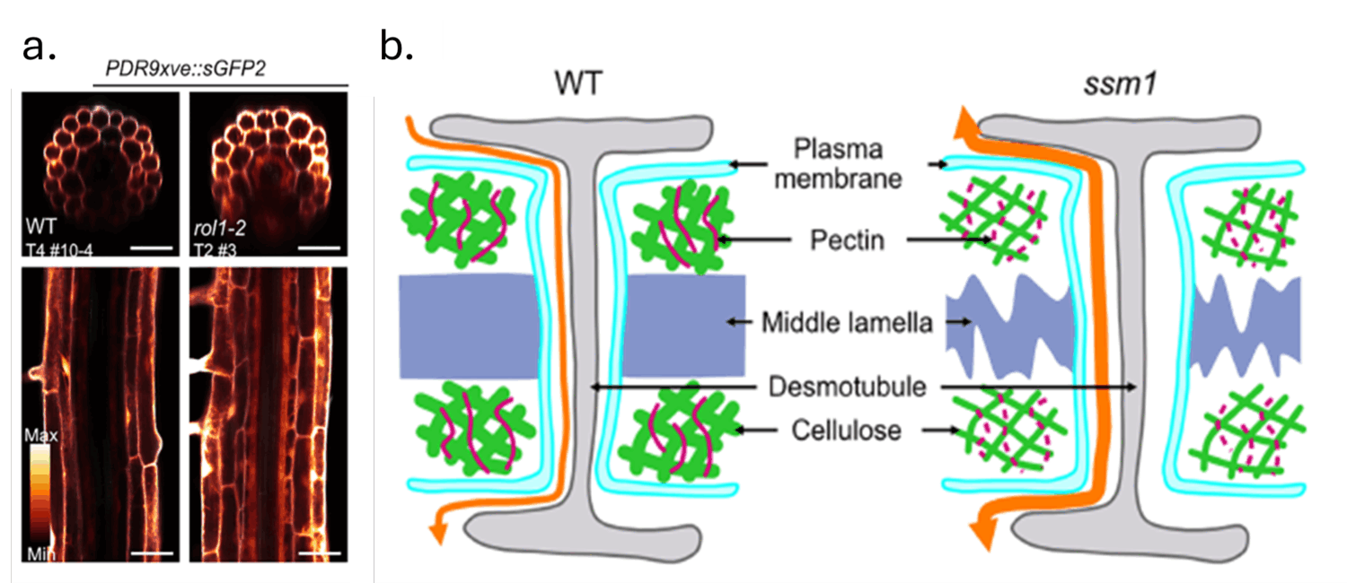 Open Sesame! Pectin tweaks plasmodesmata to control root transport ...