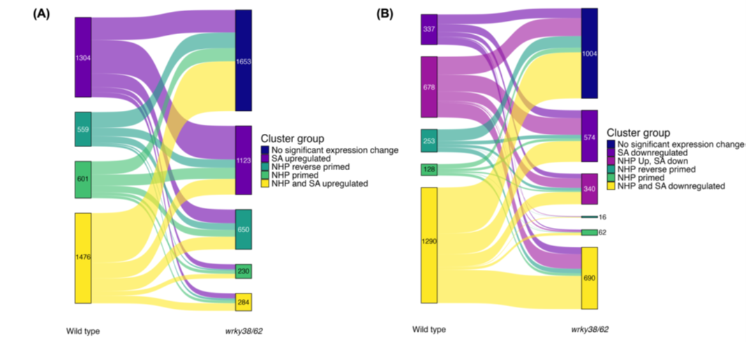 Priming and reverse priming: A new twist in plant immunity | Plantae