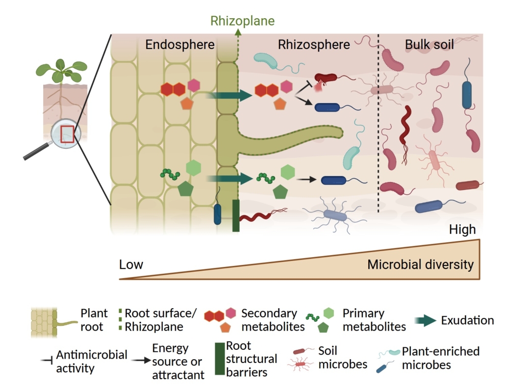 Review: Root exudates as the architects of the rhizosphere microbiome ...