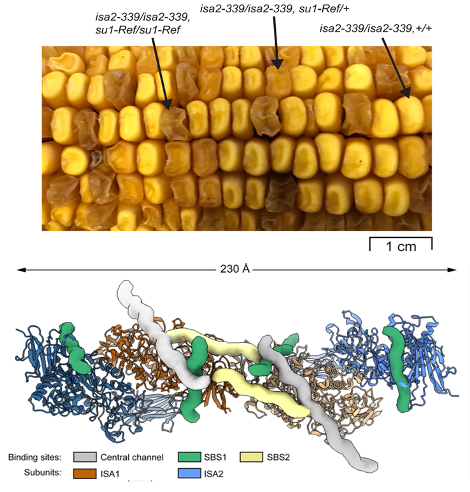 Plant Science Research Weekly: November 14, 2025 | Plantae