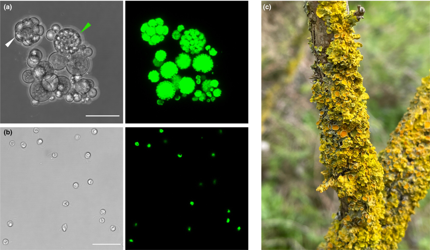 Genomic analysis of a lichen photobiont alga | Plantae
