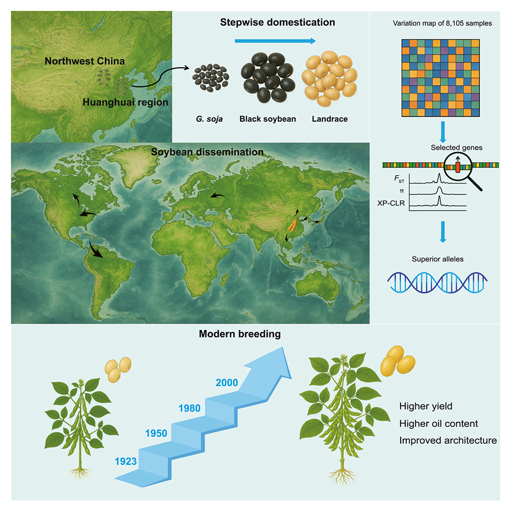Unraveling soybean evolution: Insights from 8,105 genomes | Plantae