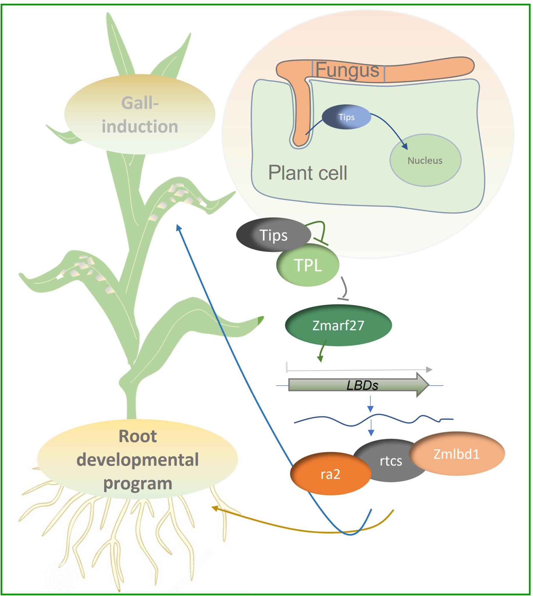 Reprogramming plant development: How Ustilago maydis hijacks auxin ...