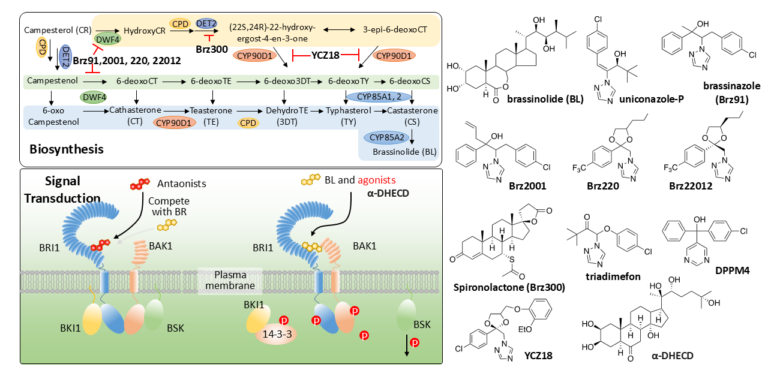Founders review: Forty years of research into hormone mimics ...