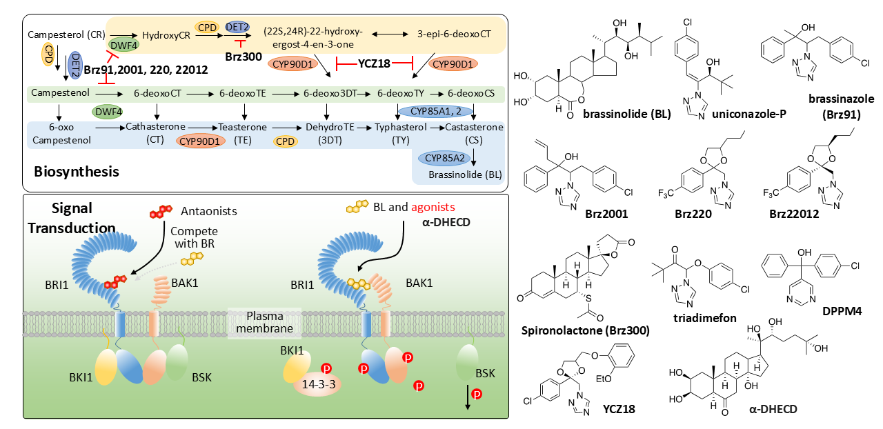 Founders review: Forty years of research into hormone mimics ...