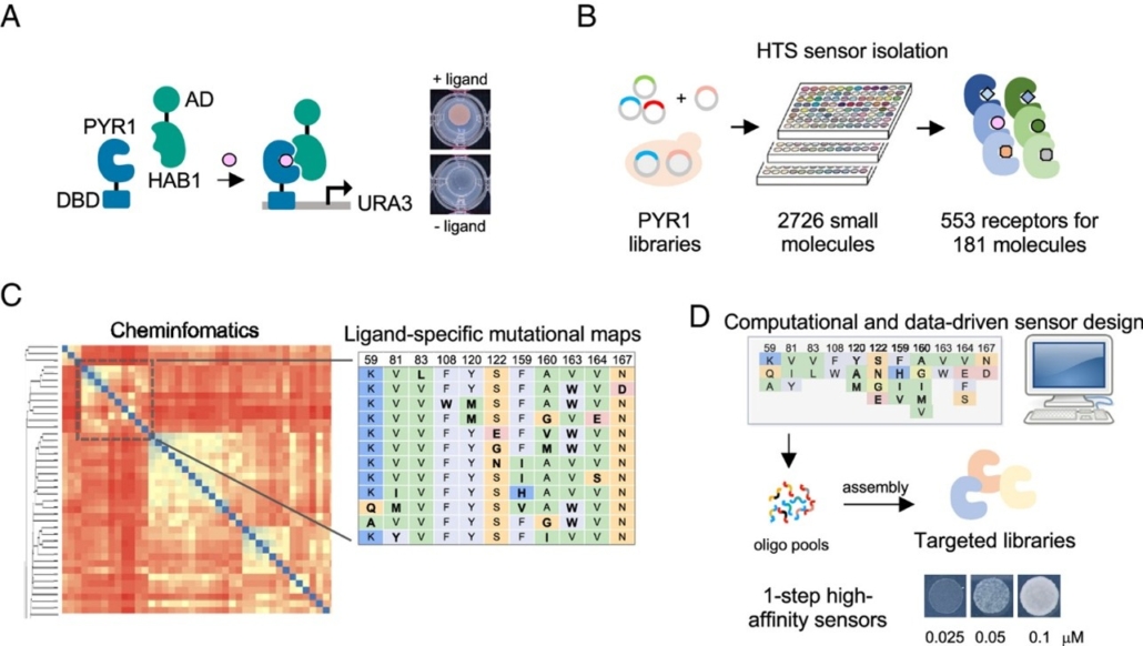 A shape-shifting plant receptor expands the landscape of small-molecule ...